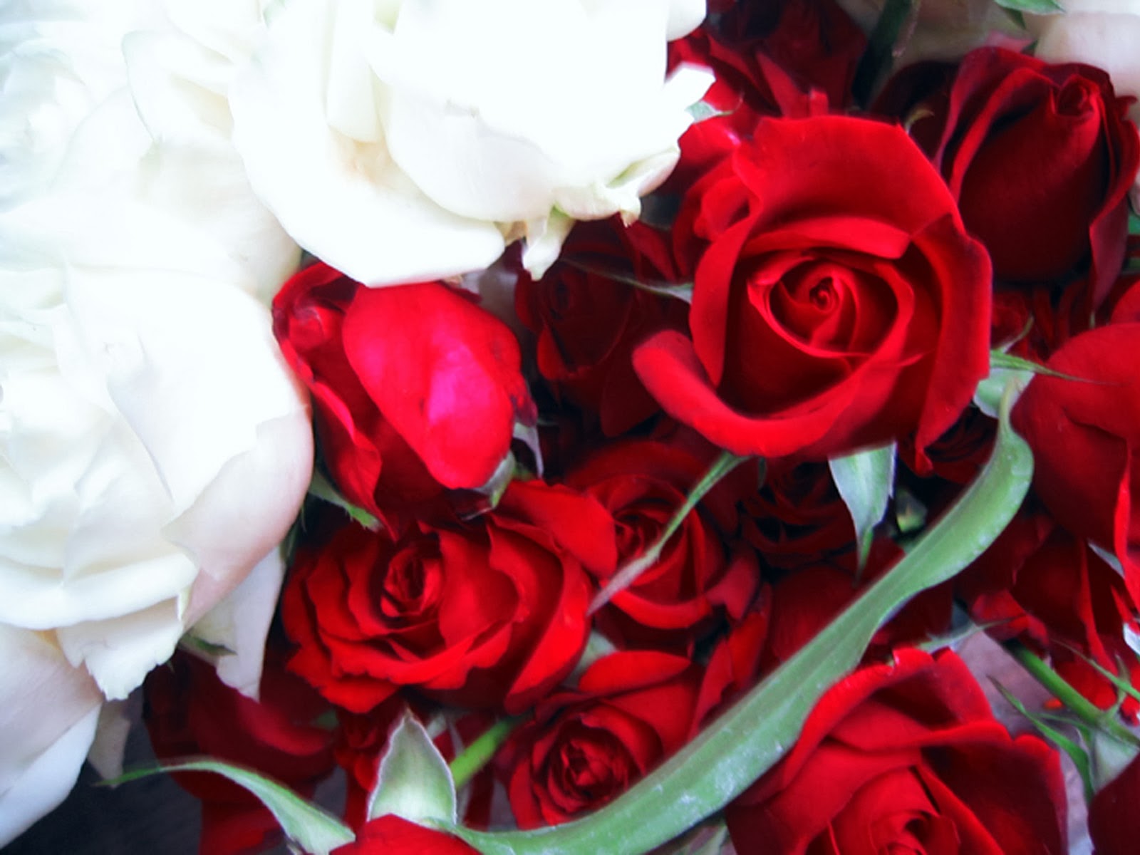 Rosas lindas wallpapers imagen photos de flores