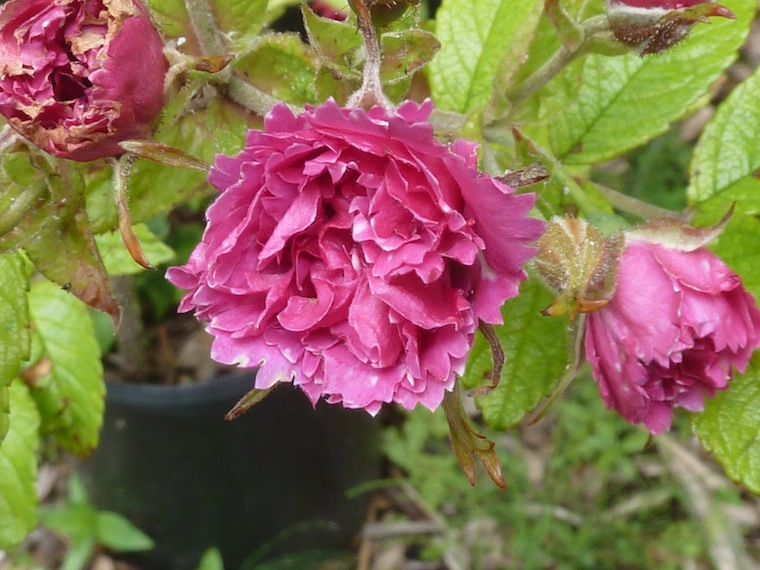 Dig IT Vera Johnson: Old/Antique Roses- why you should be growing them