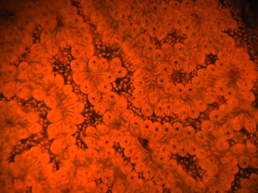 Harbor Watch: Marine Invasives Monitoring