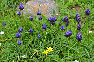 Η χλωρίδα μας: Muscari commutatum