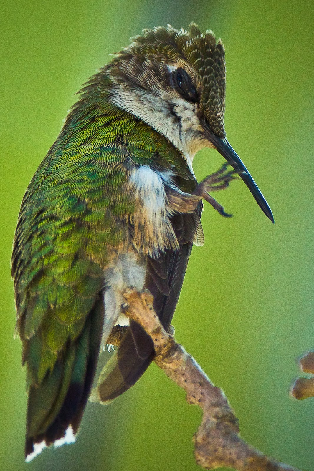 Feather Tailed Stories: Ruby-throated Hummingbird