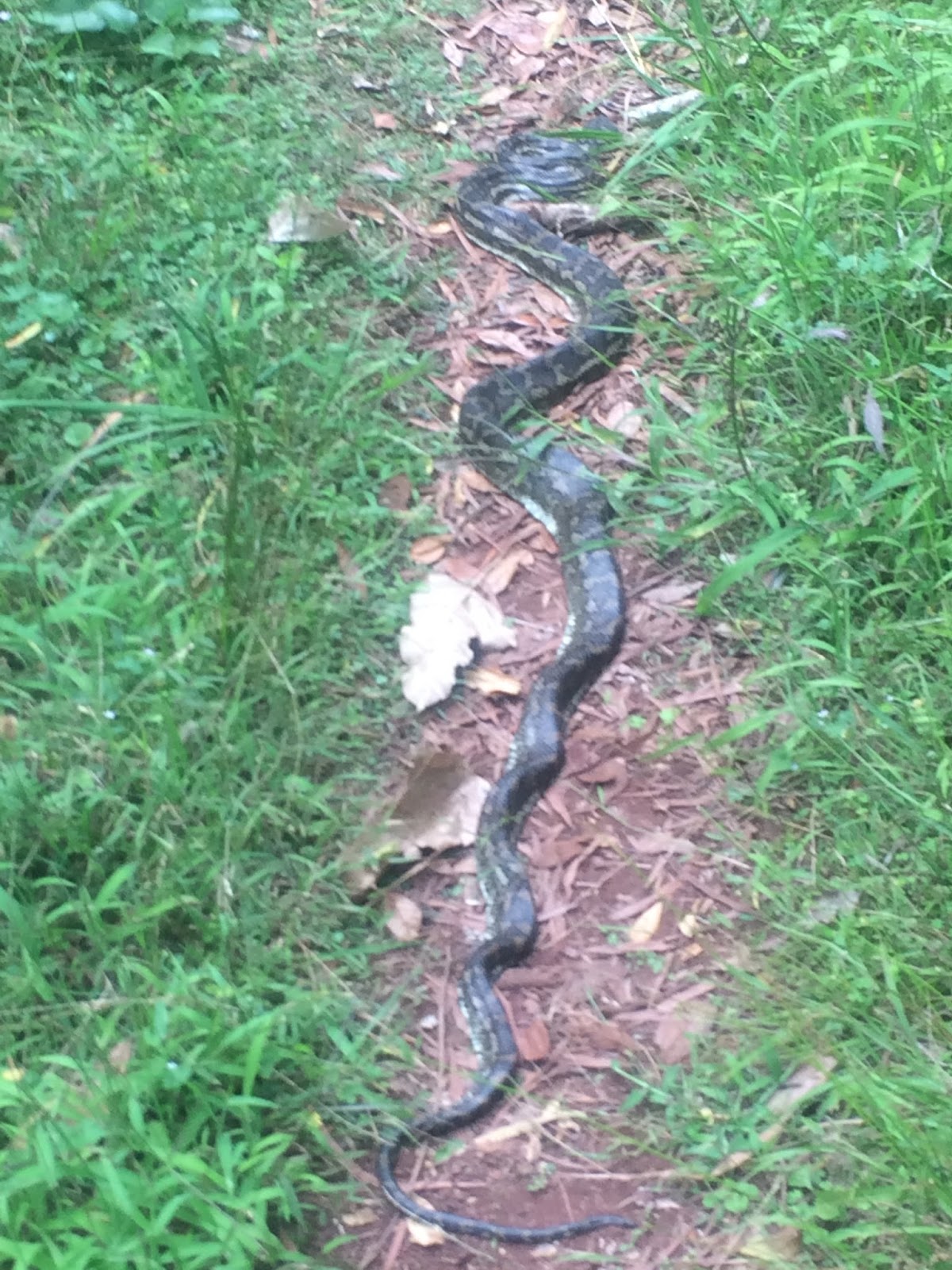 The Belgian and The Aussie: Hiking with snakes, is our RV large?