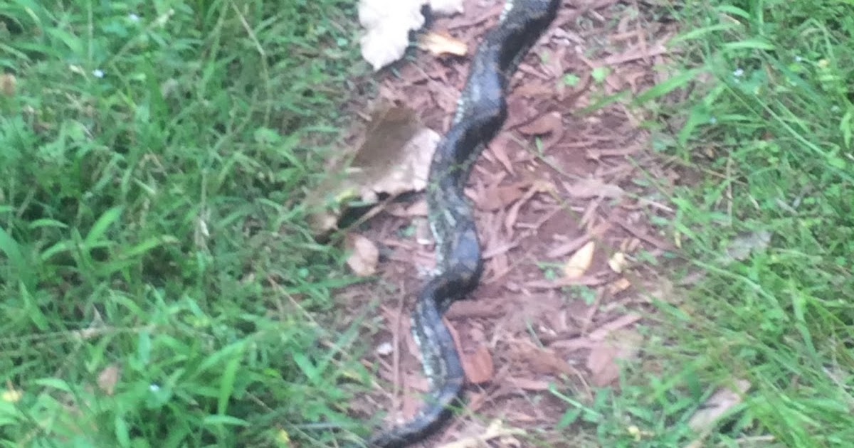 The Belgian and The Aussie: Hiking with snakes, is our RV large?