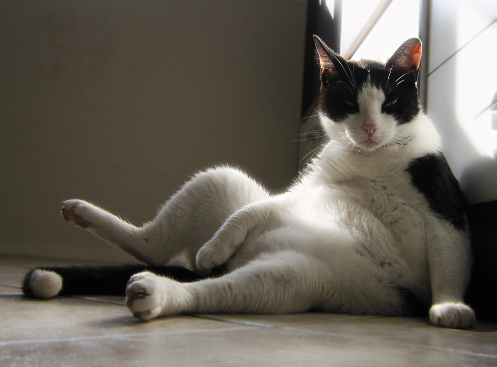 Opa, Mari!: Gatos X Humanos