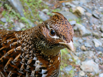 El ojo del buitre: Aves - Guaco de collar (Bonasa umbellus)