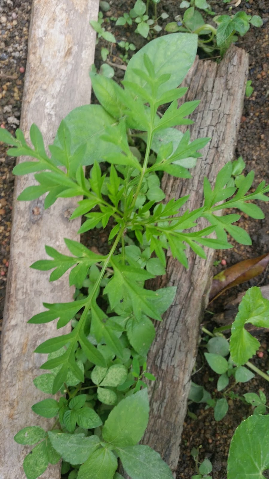 Warisan Petani: Pokok Ulam Raja