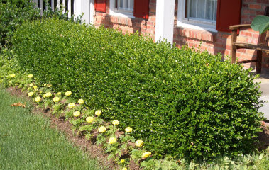 ARTE Y JARDINERÍA : REGAR MENOS Y CUIDAR MÁS LAS PLANTAS