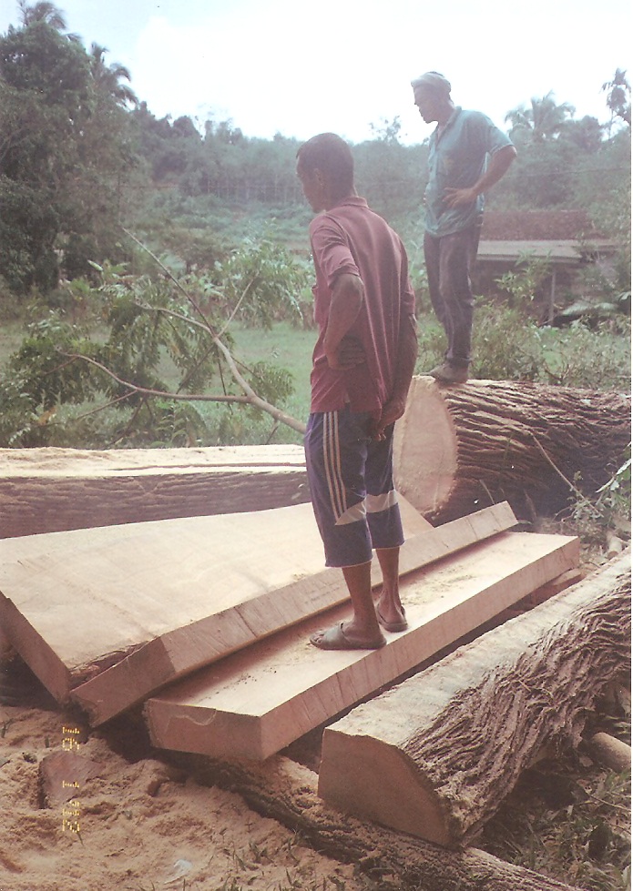 Tembesu: Kayu Tembesu