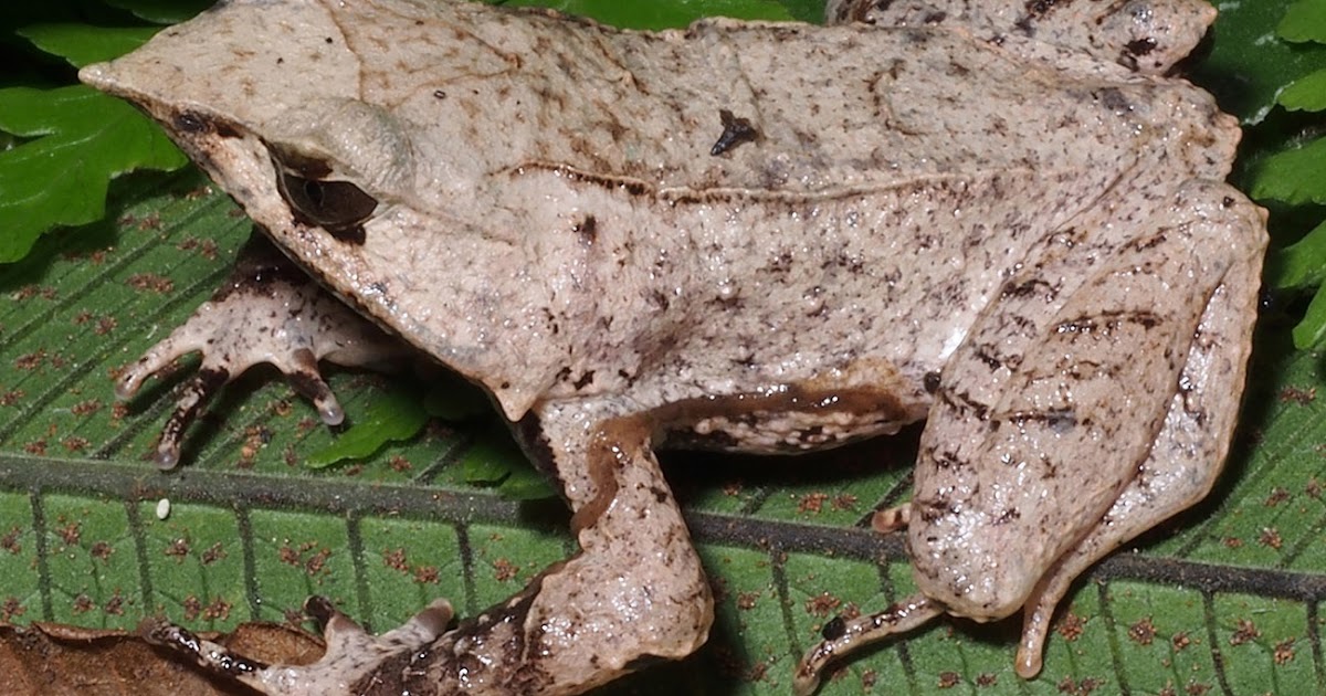 Species New to Science: [Herpetology • 2018] Megophrys lancip • A ...