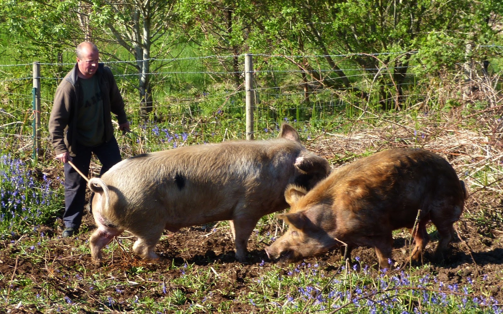 A Kilchoan Diary: Pig Fight - Round 2