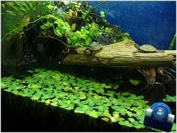 ACVARISTICA - PESTI - REPTILE: BROASTE TESTOASE