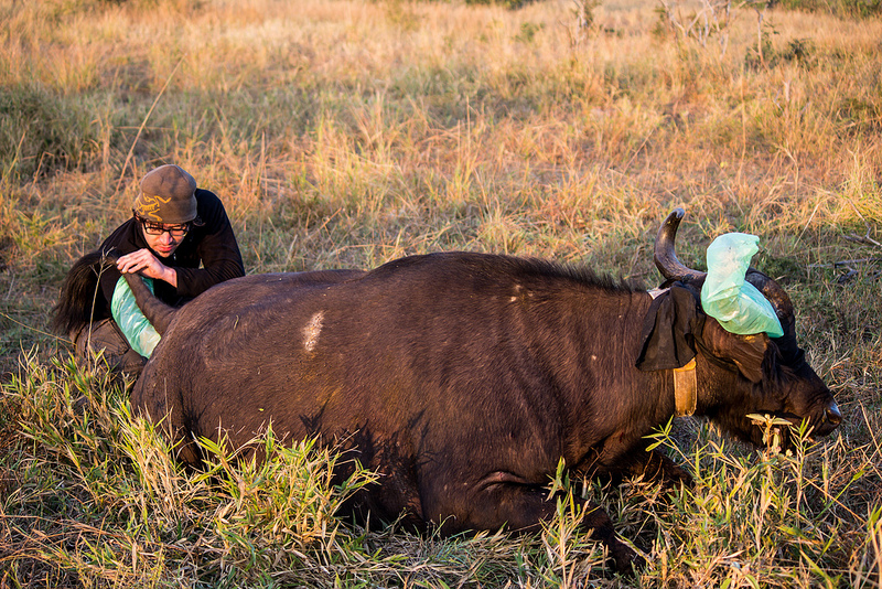 Computer Assisted Learning for Improving Cattle Palpation Skills of ...
