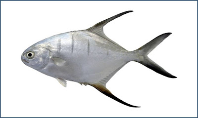 :: PESCA DE PRAIA PIO XII :::::::: PEIXES