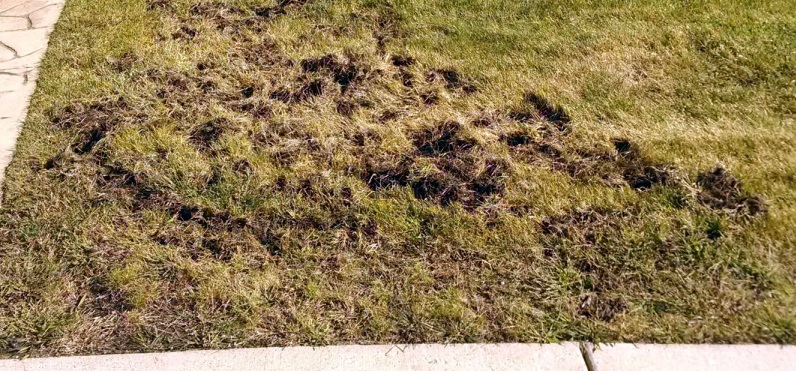 Manors at Central Park: Skunks love grubs