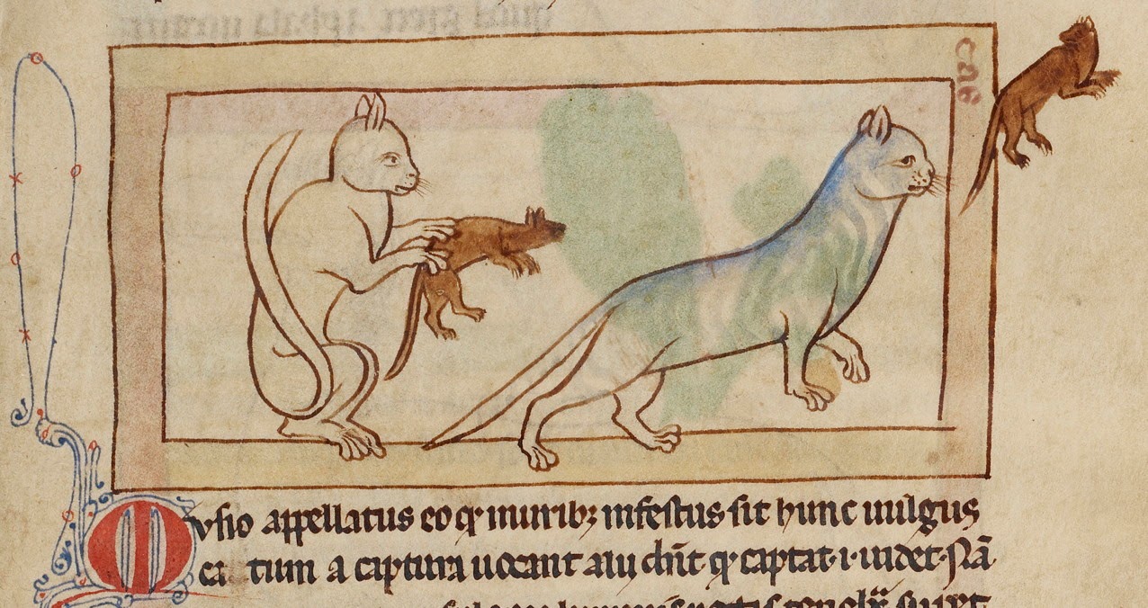 Grace Elliot - blog.: Pangur Ban, a Medieval Cat Poem - by Guest, Kim ...