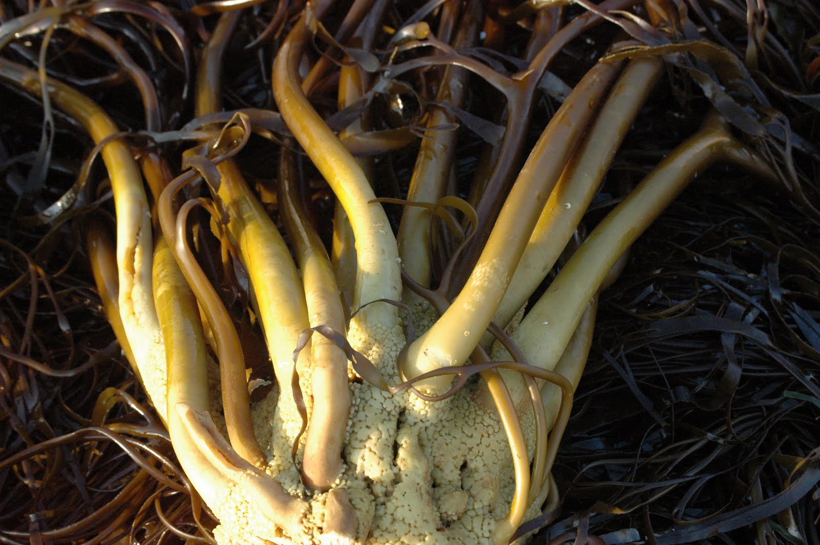 Macroalgas Pardas : Lessonia y Macrocystis: FOTOS DE LESSONIA NIGRESCENS