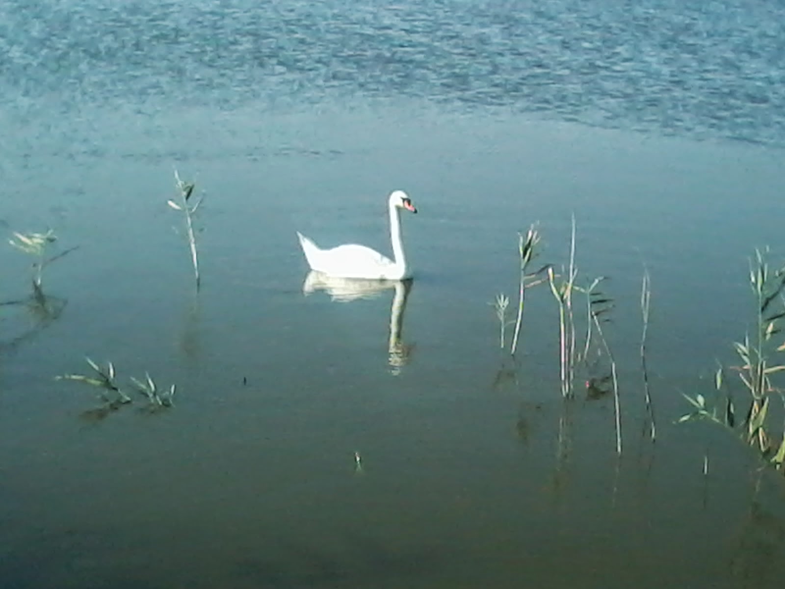 Poze Imagini Desktop: Lebada la Balta