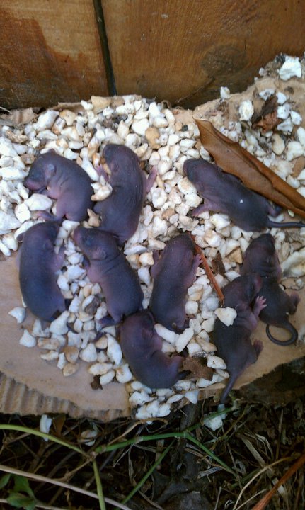 Spa, Hot Tub, Jacuzzi Removal and Disposal Services: Spa/Hot Tub ...