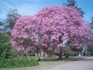 Plantaciones Forestales: La Revolución del Kiri - El árbol que puede ...