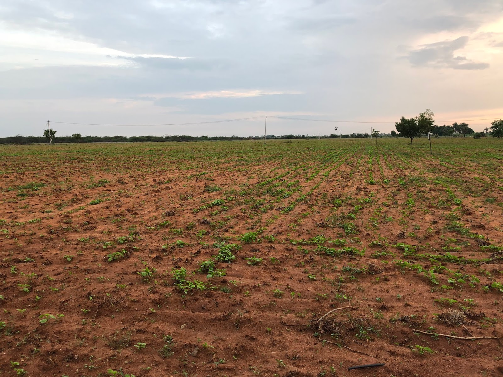AGRI LANDS: 150 ACRES AGRI LAND FOR SALE WITH 10 FREE ELECTRICITY ... AGRI LANDS: 150 ACRES AGRI LAND FOR SALE WITH 10 FREE ELECTRICITY ...
