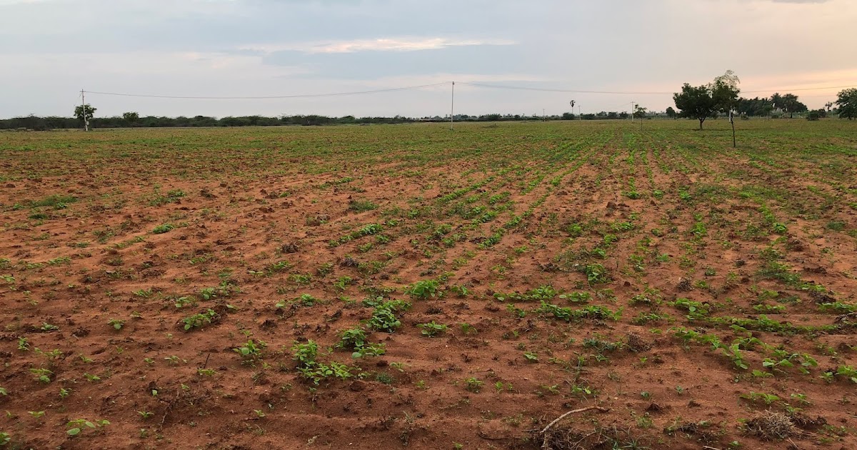 AGRI LANDS: 150 ACRES AGRI LAND FOR SALE WITH 10 FREE ELECTRICITY ...