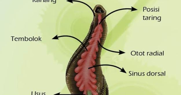 Thetapy Lintah Syifa'i - PUSAT HERBAL DAN TERAPI SOLO