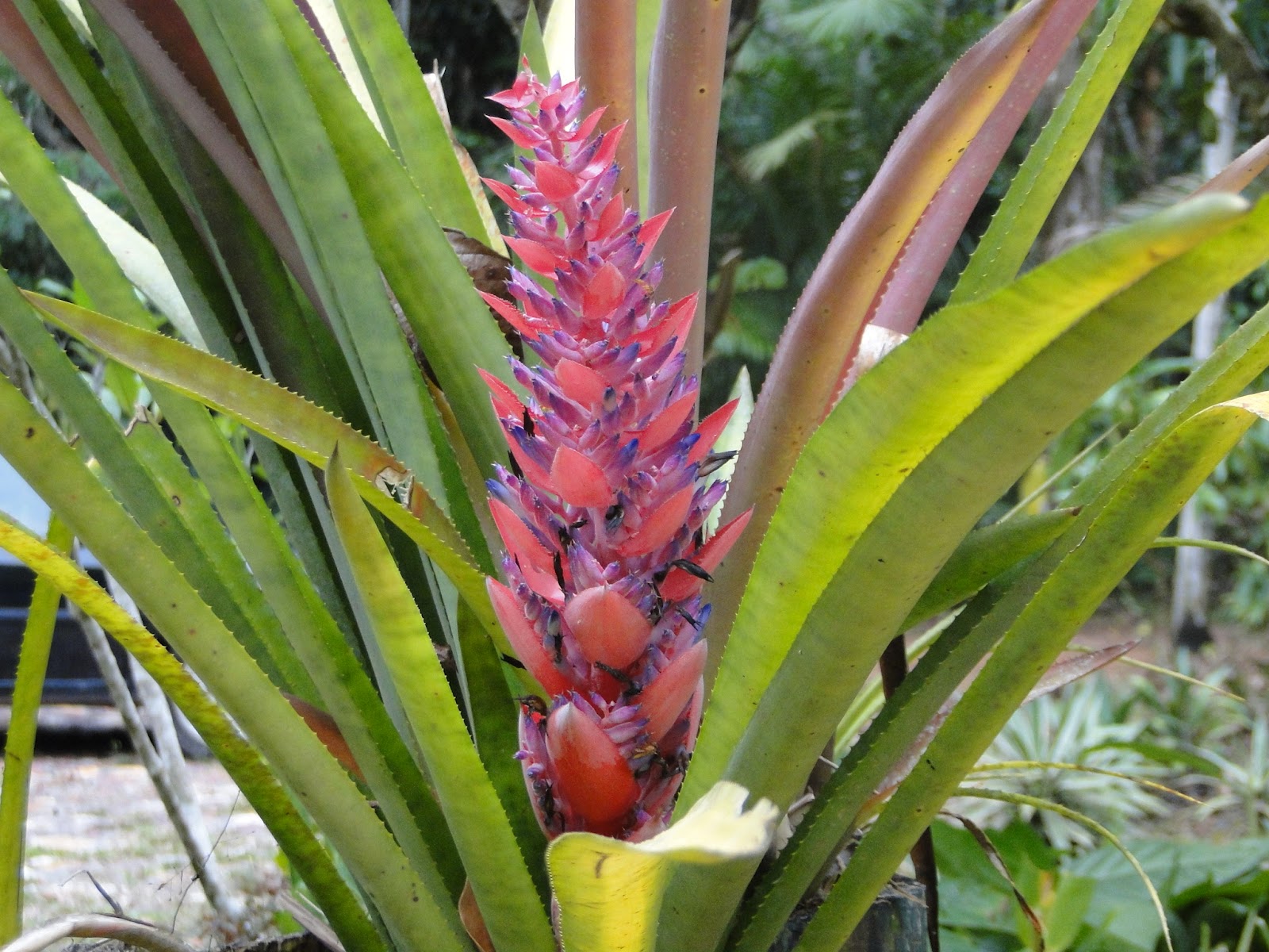 ÁGUA BRANCA ONLINE: A beleza e o poder da Bromélia da Amazônia