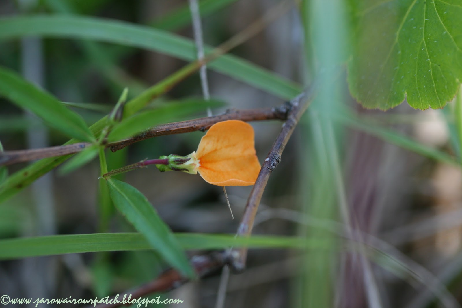 Spade Flower (Hybanthus stellarioides) 26/12/11