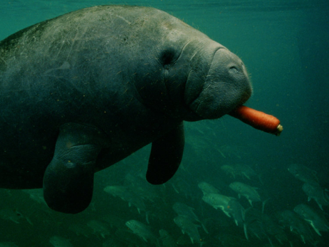 Oh, by the way...: A Manatee Eats A Carrot