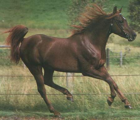 El tintero: Caballería Medieval