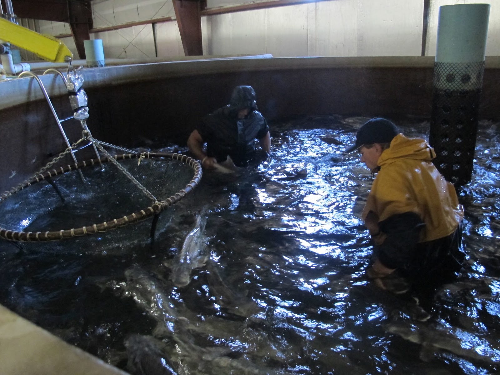 Caviar Harvesting is Almost Complete at Sterling Caviar - Munchie Musings