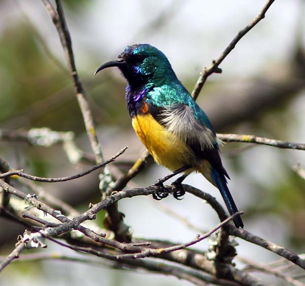 Birdernaturalist: First Africa Post – Masai Lodge in Nairobi