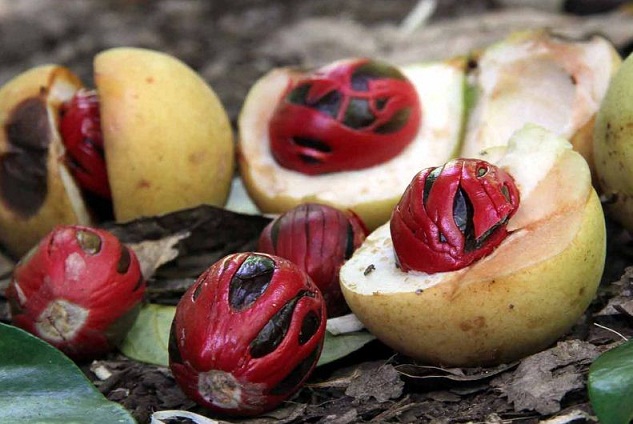 Khasiat PALA | Cara Meramu Biji Buah Pala Menjadi Obat | Manfaat Buah