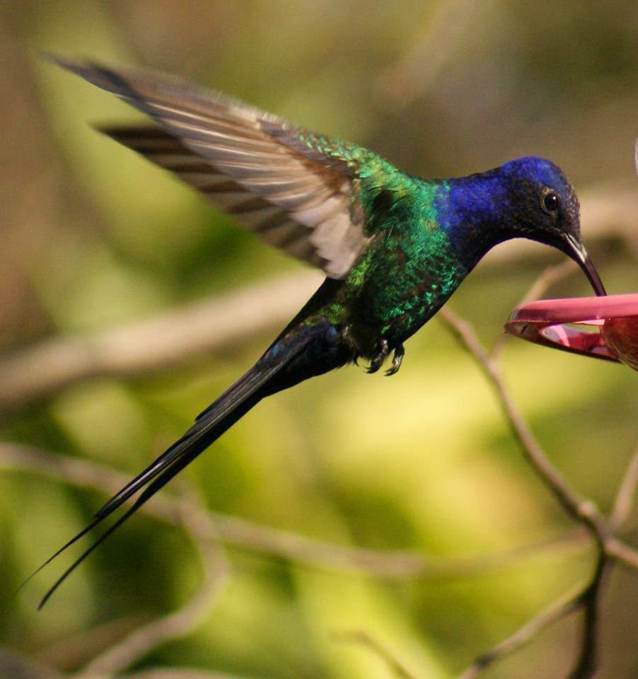 Crónicas de la Tierra sin Mal : El colibrí