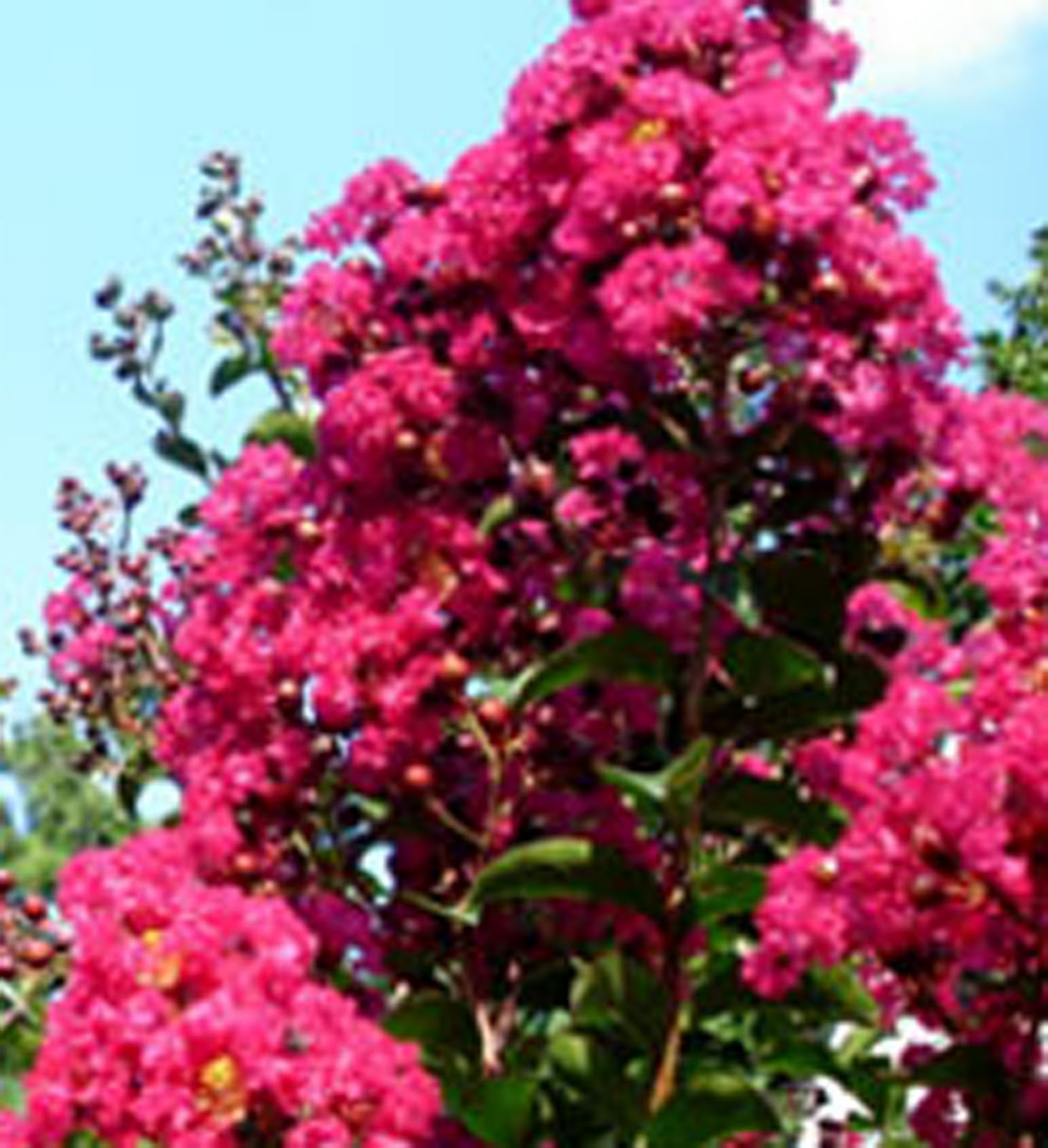 Crabapple LandscapExperts: Fall Flowering Shubs, Part 4 of 4