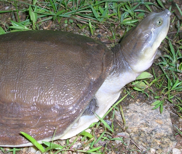 Turtle Pictures: Indian flapshell turtle - Lissemys punctata
