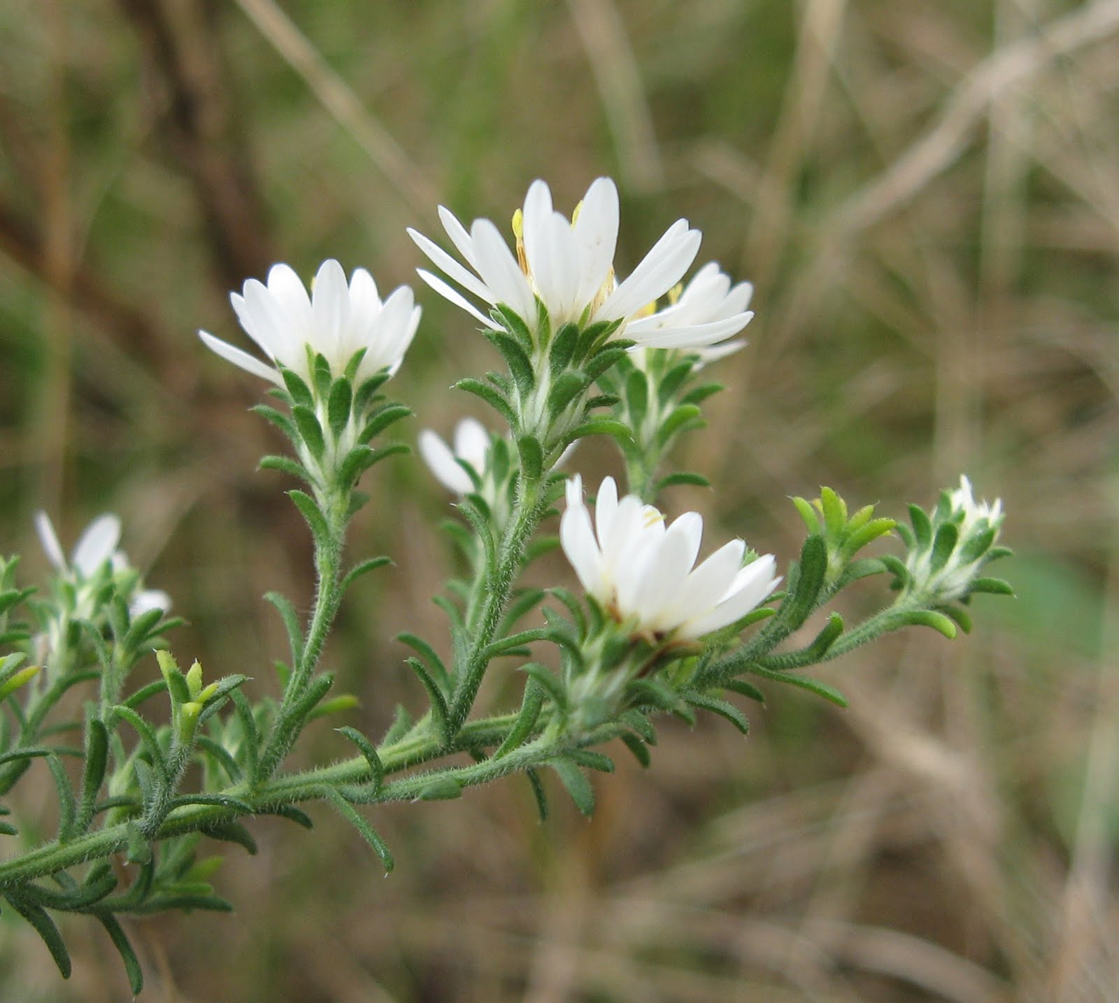 Tangled Web: A Short Primer on "Aster"ology