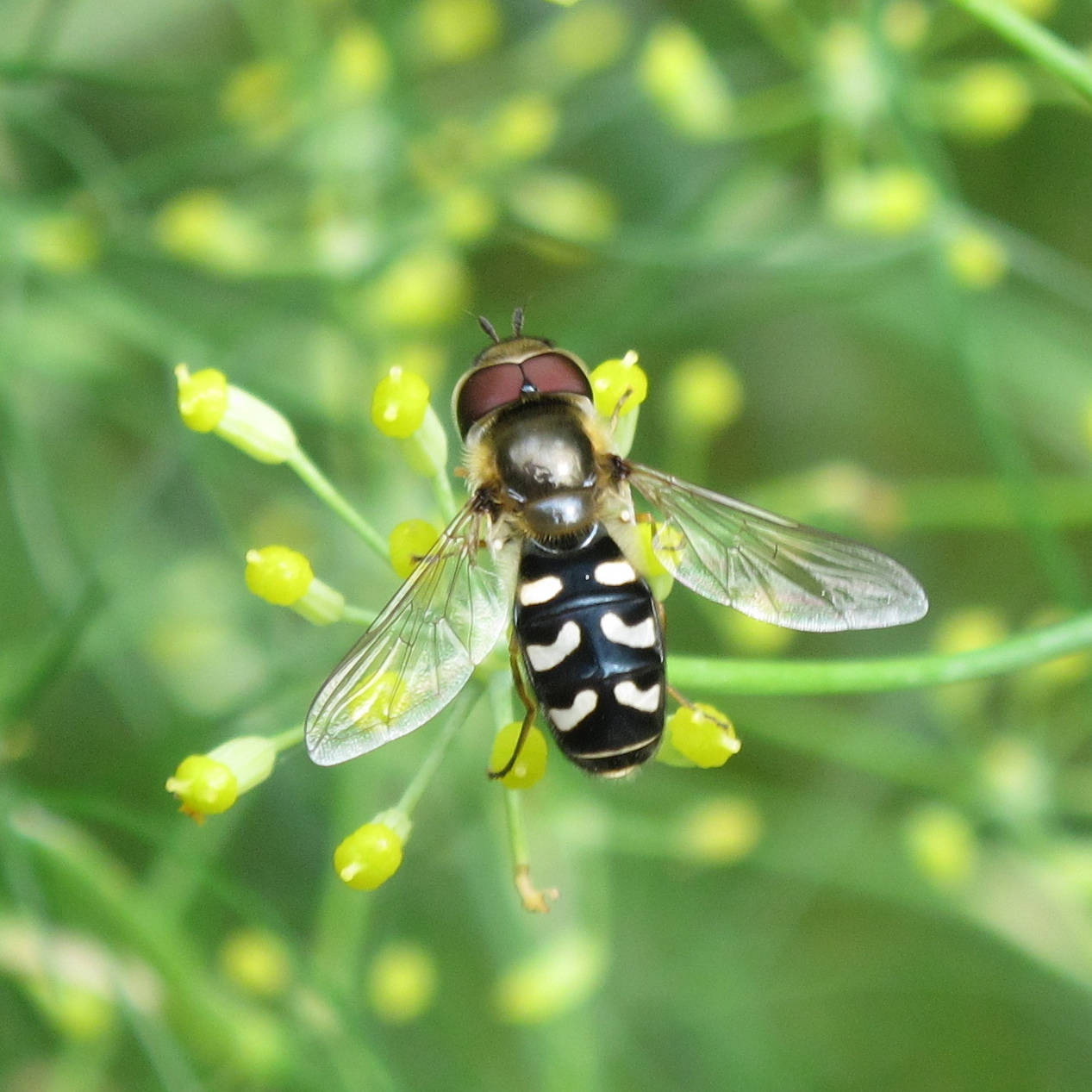 BugBlog: Pied hoverfly