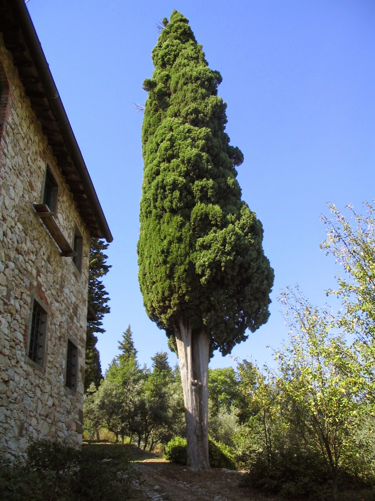IL CIPRESSO, UNO DEI SIMBOLI DELLA TOSCANA E DEL CHIANTI