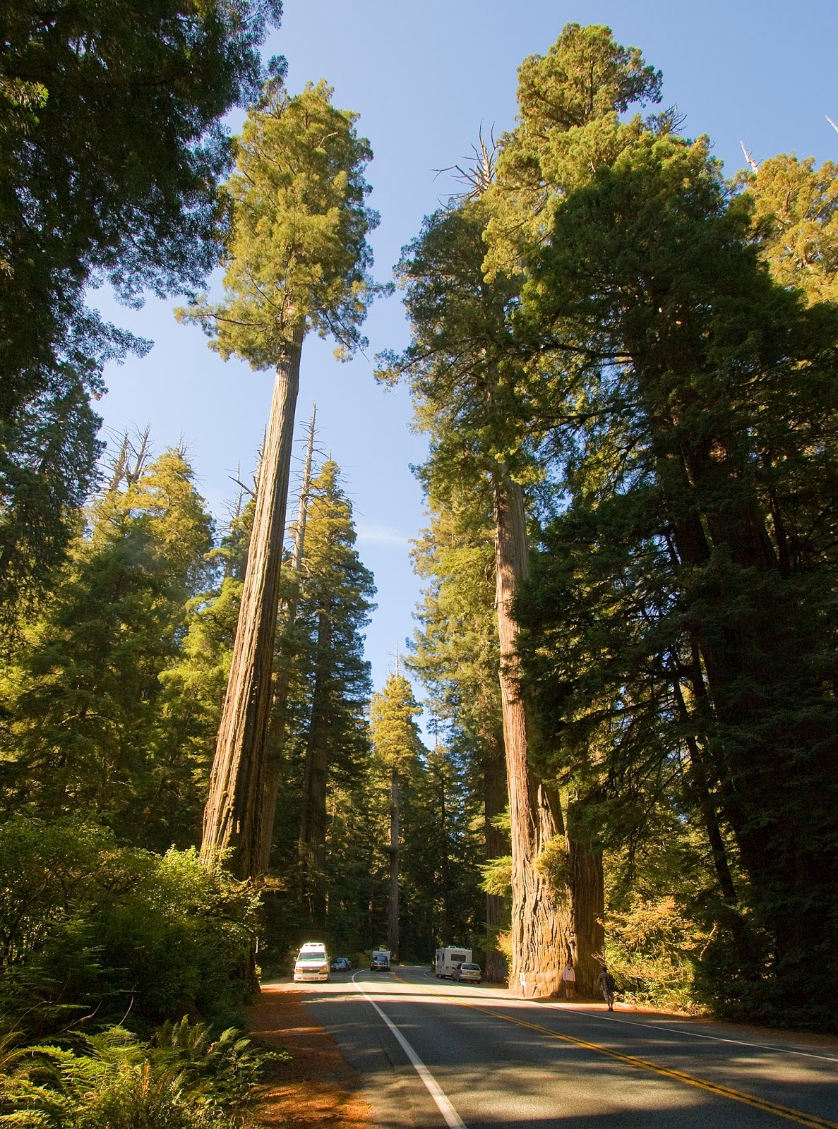 EBL: Coast Redwood: Sequoia sempervirens