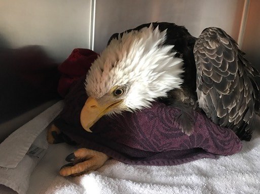 Bald eagles keep dying and no one’s talking about it