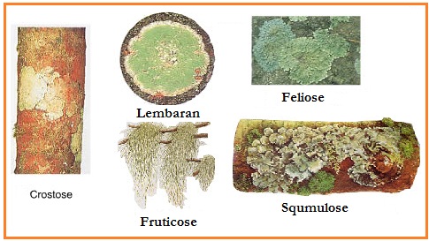 BIOLOGI GONZAGA: LICHENES - LUMUT KERAK