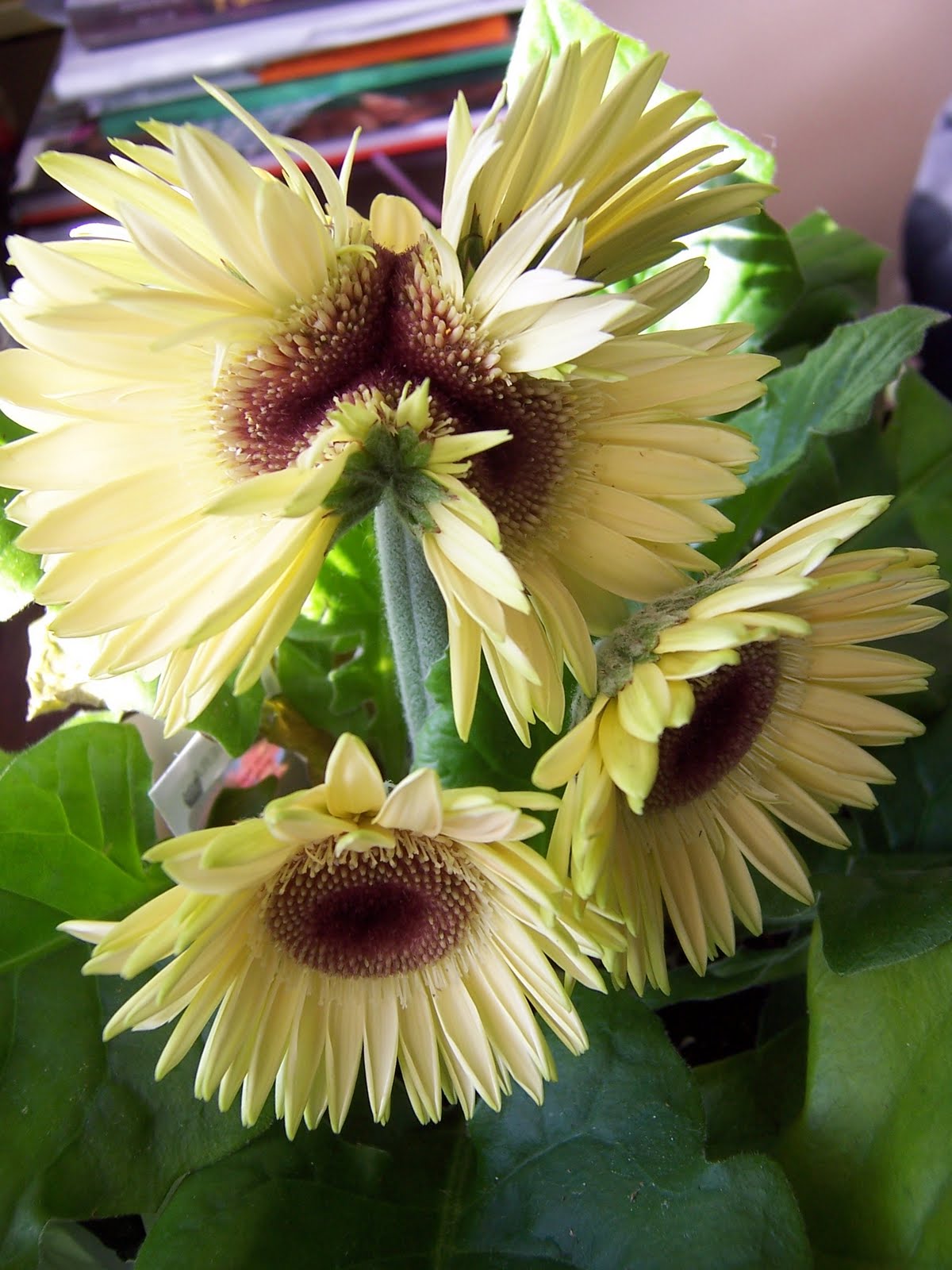 She Carried a Watermelon: My Mutant Gerbera Daisy