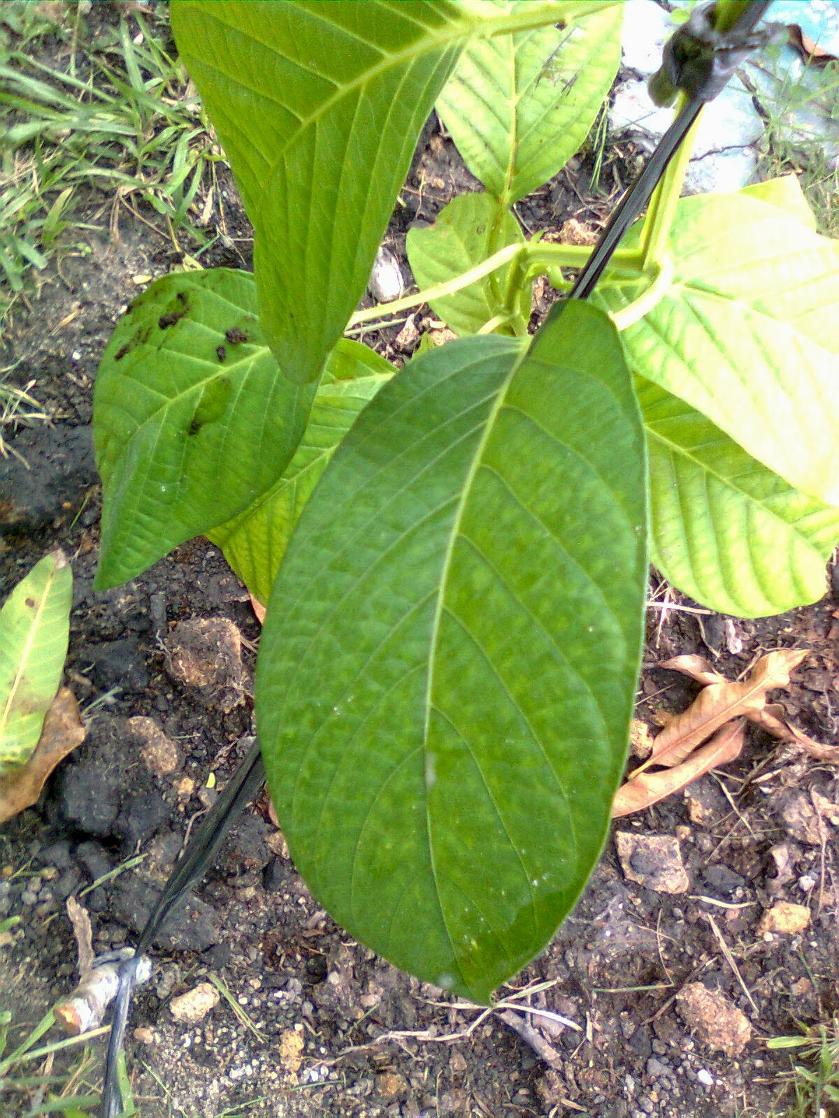 Dunia Tumbuhan: Bangun Daun