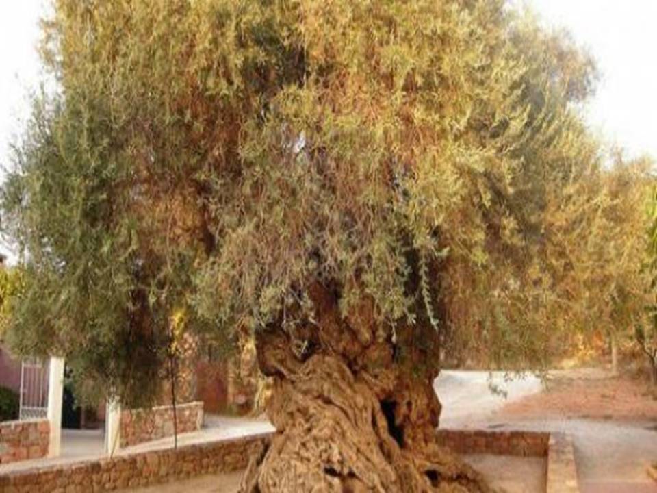 1ο ΝΗΠΙΑΓΩΓΕΙΟ ΚΑΛΑΜΠΑΚΙΟΥ ΔΡΑΜΑΣ: Η ΕΛΙΑ ΚΑΙ ΤΟ ΛΑΔΙ