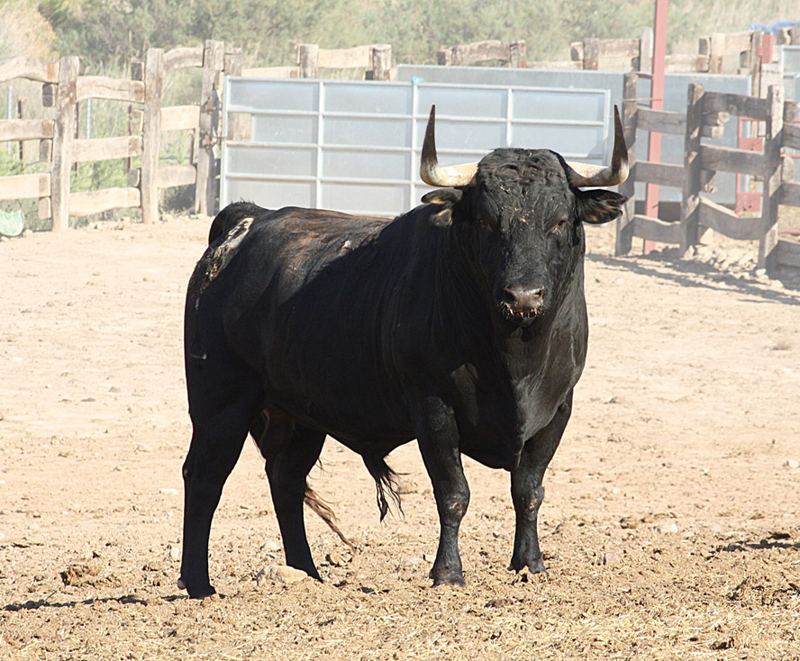 ESPAI TAURÍ: septiembre 2011