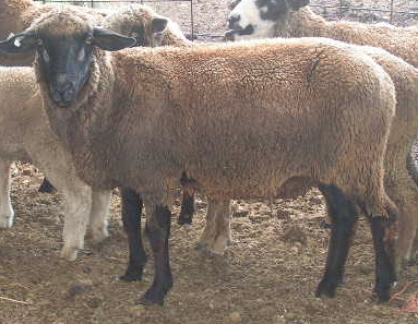 Ewespun Fiber Mill at Old Man Wool Farm: CVM/Romeldale Sheep