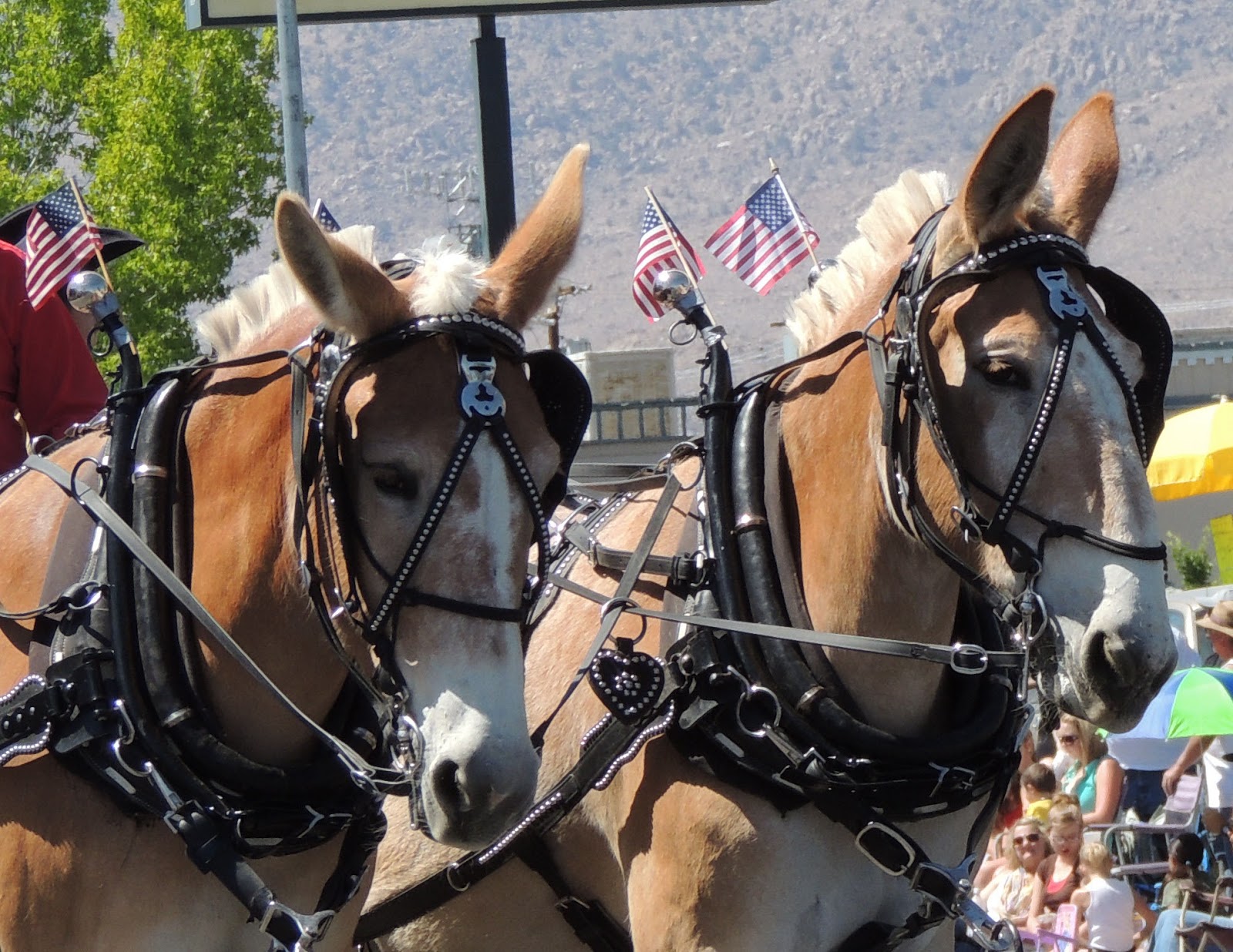 goin' RV Boondocking: A Biker Cowboy's Visit to The Bishop Mule Days.