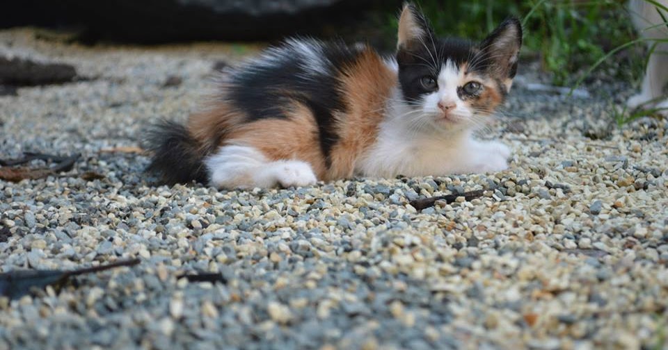 Mengenali Kucing Domestik ( Kucing Kampung ) ~ RUMAH KUCING