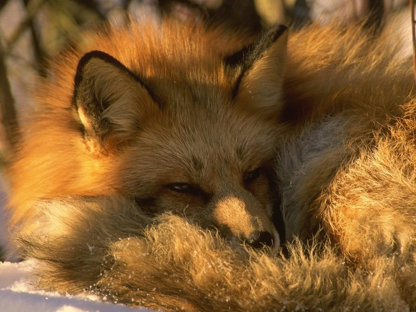 Fox - High Quality Wallpapers